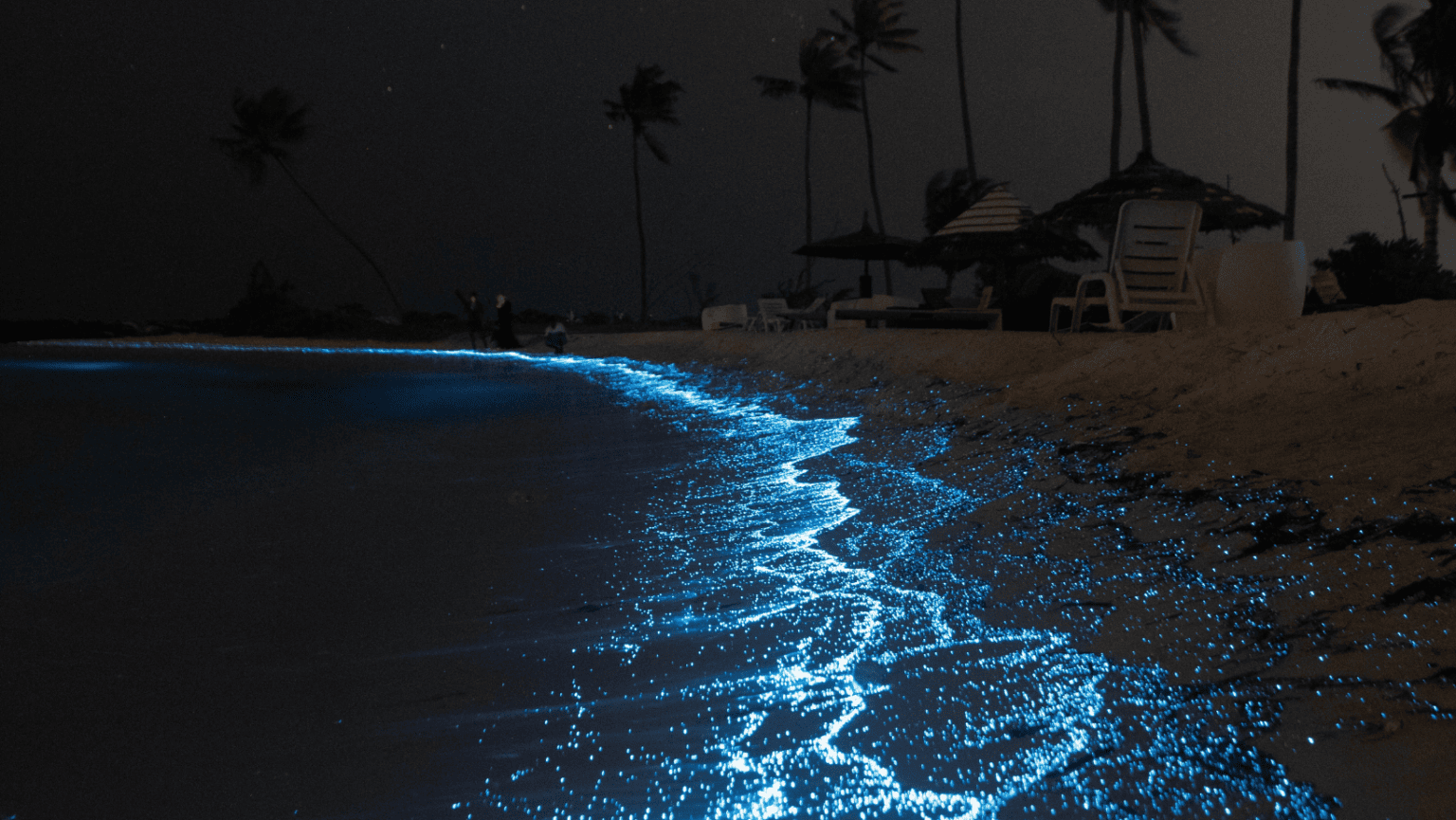 Bioluminescent Beaches: Maldives & Sri Lanka Guide - Experience Travel ...