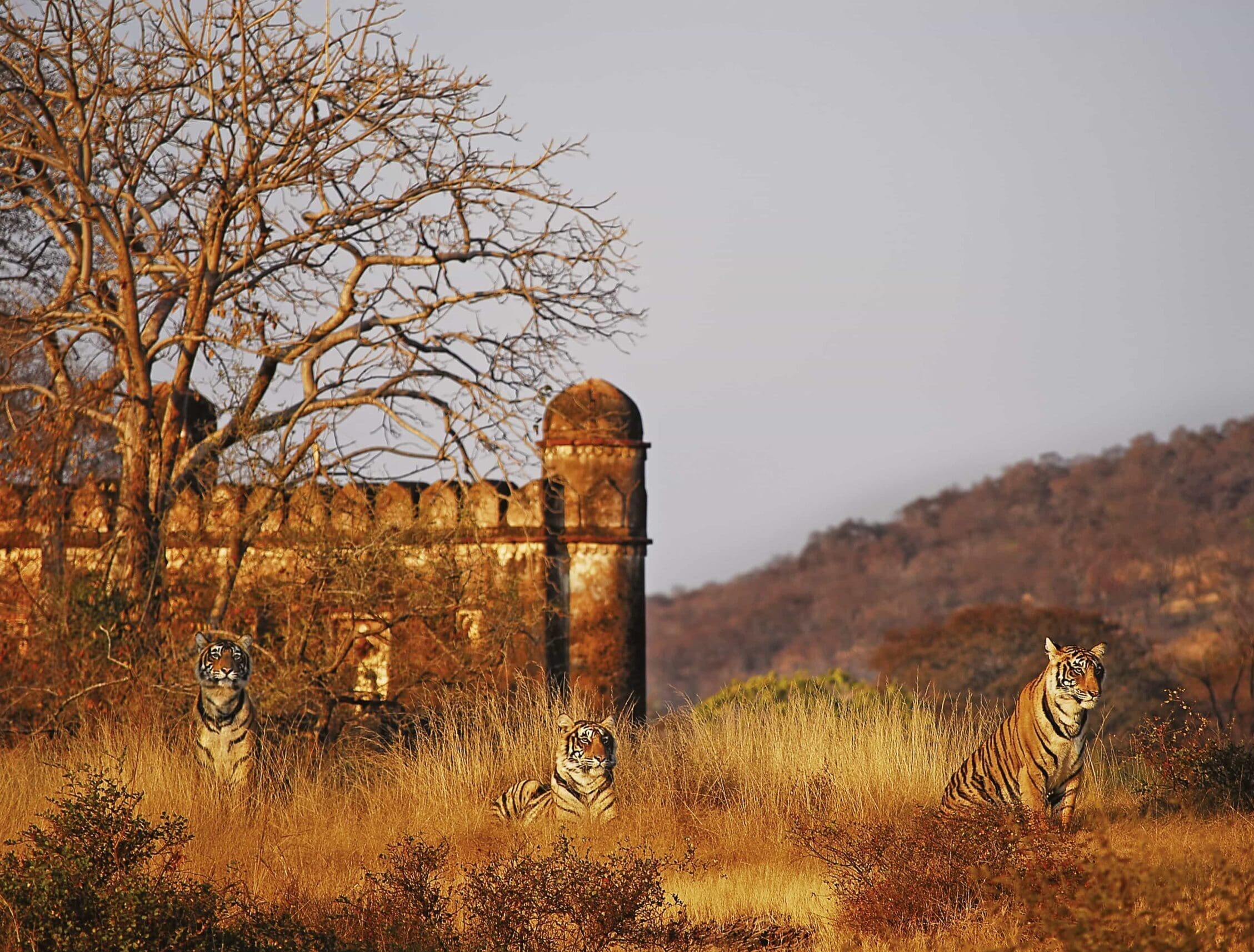 SUJÁN Sher Bagh in India - Experience Travel Group