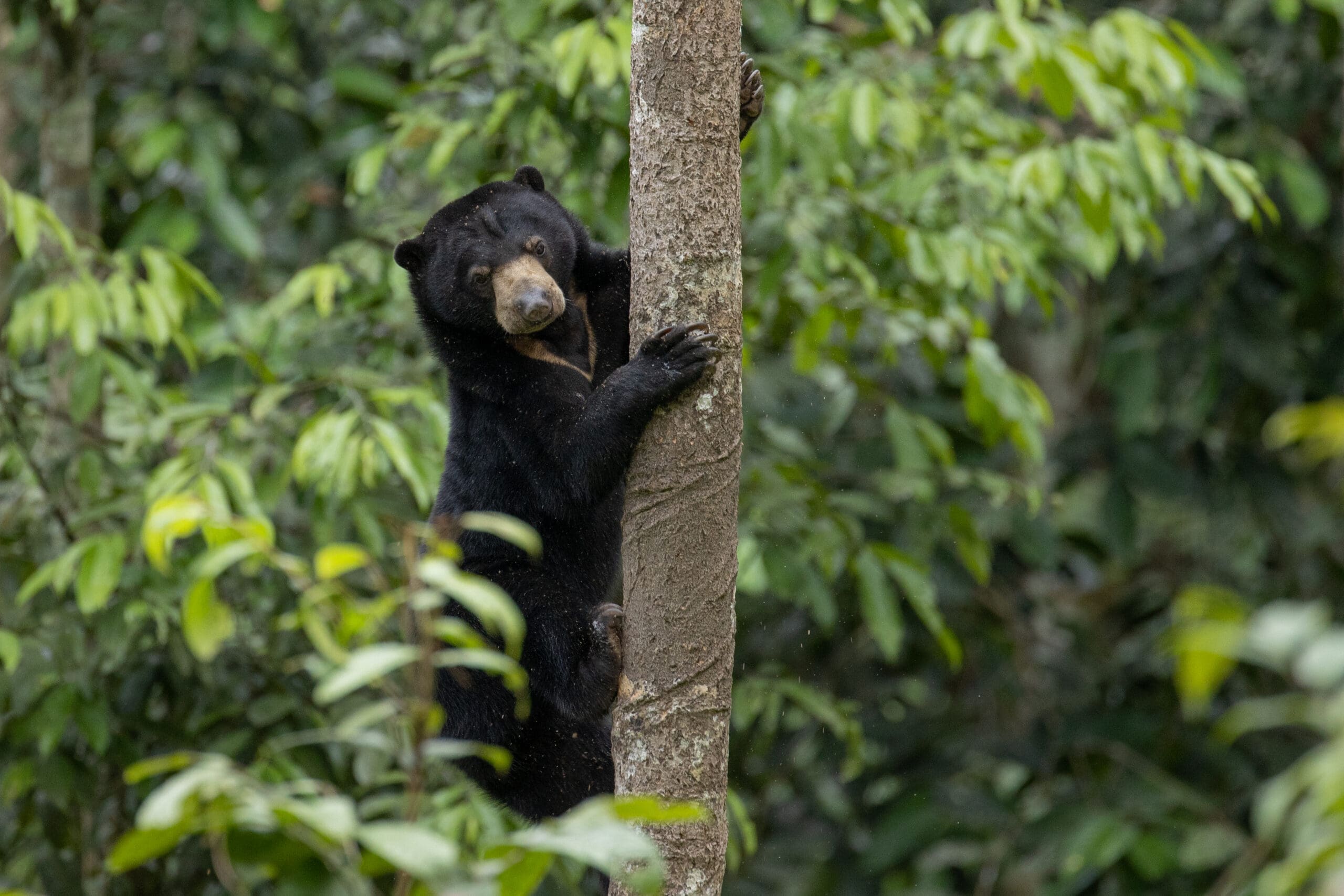 Orangutan and Sun Bear Conservation Centre in Borneo - Experience ...