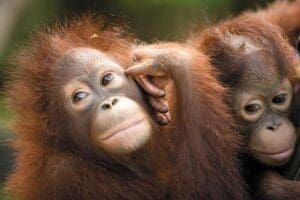 17 facts You Didn't Know About Borneo - Experience Travel Group