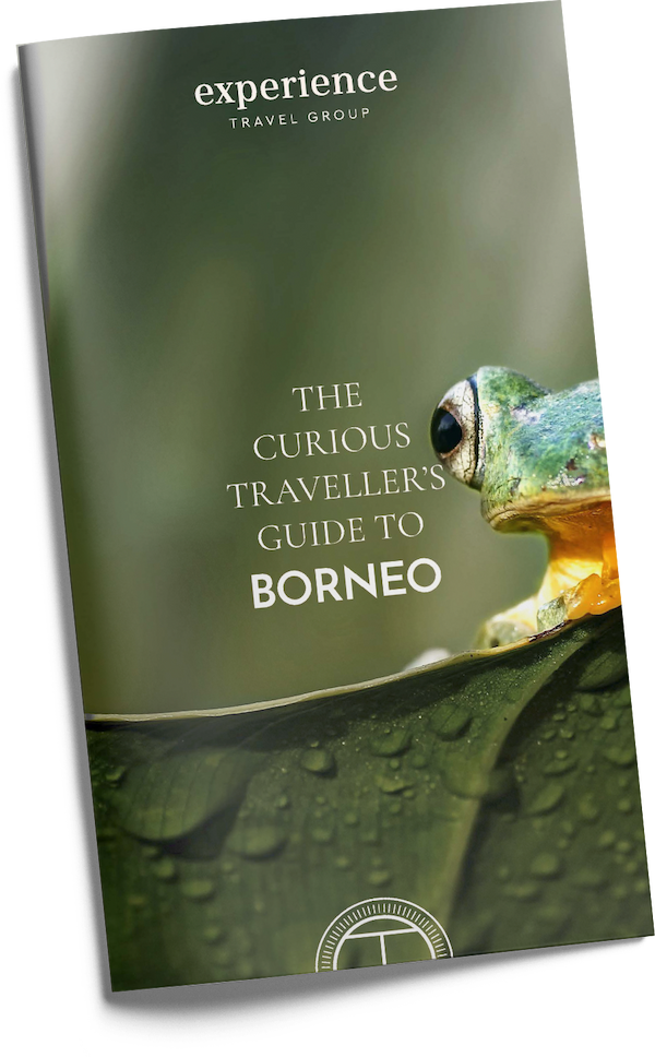 Guide to Borneo Pygmy Elephants - Experience Travel Group